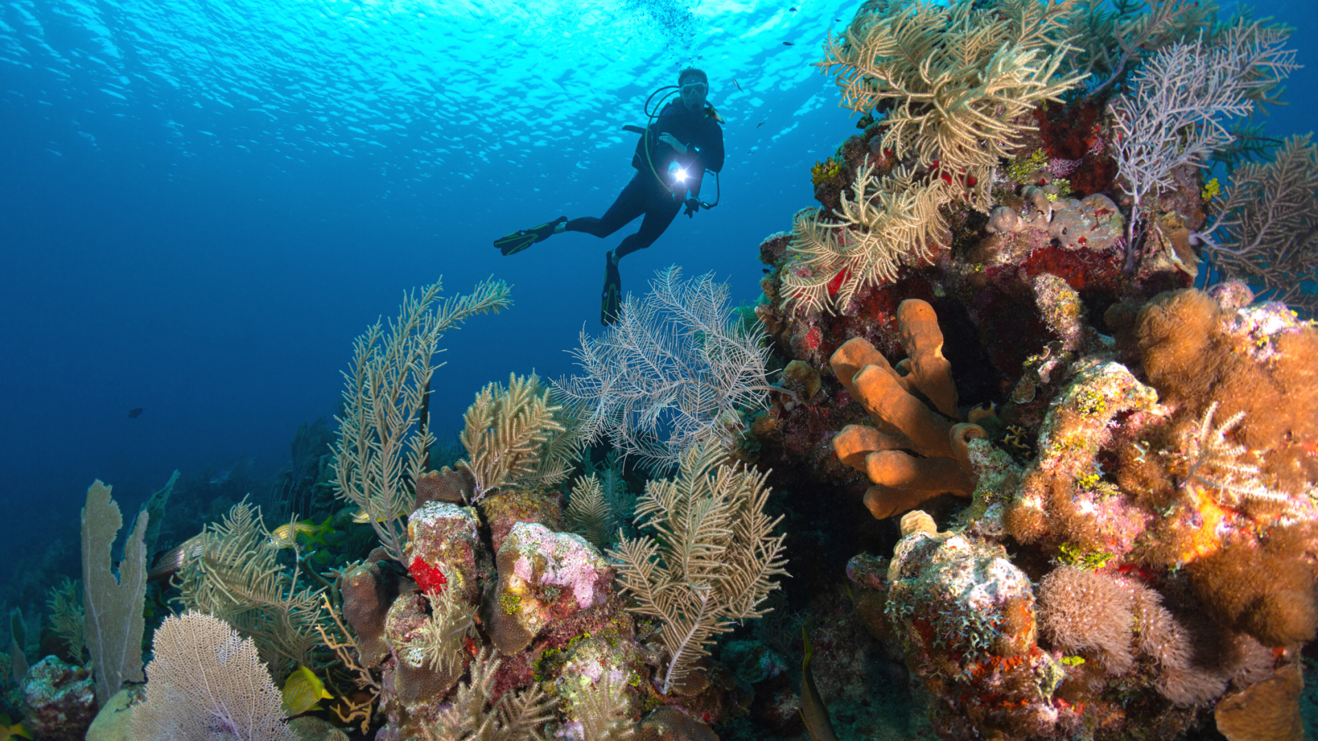 The Best Tioman Dive Centres - Exploring the Depths | Malaysia Travel Blog
